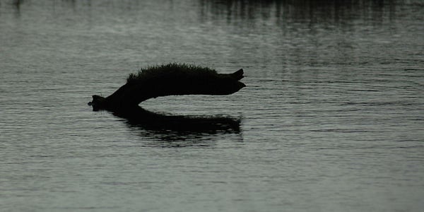 The Hudson River Monster Seen Near Pirate Canoe Club